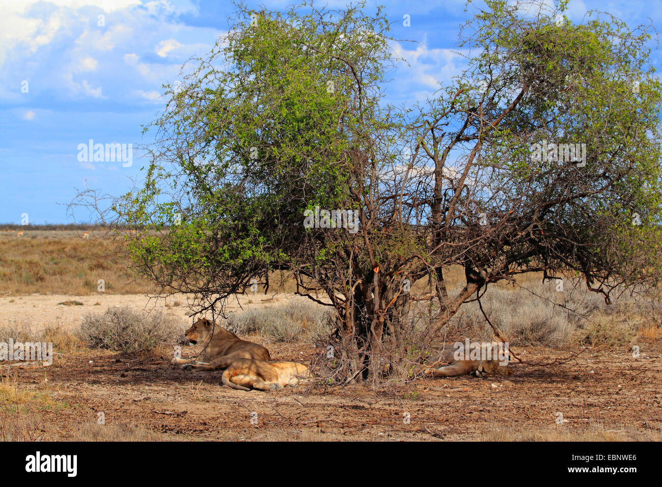 Lion Sous Les Arbres Banque d'image et photos - Alamy