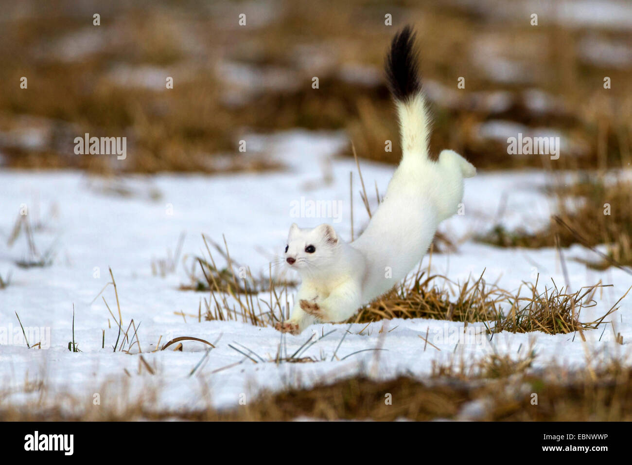 Running in a meadow with remains of snow Banque de photographies et d ...