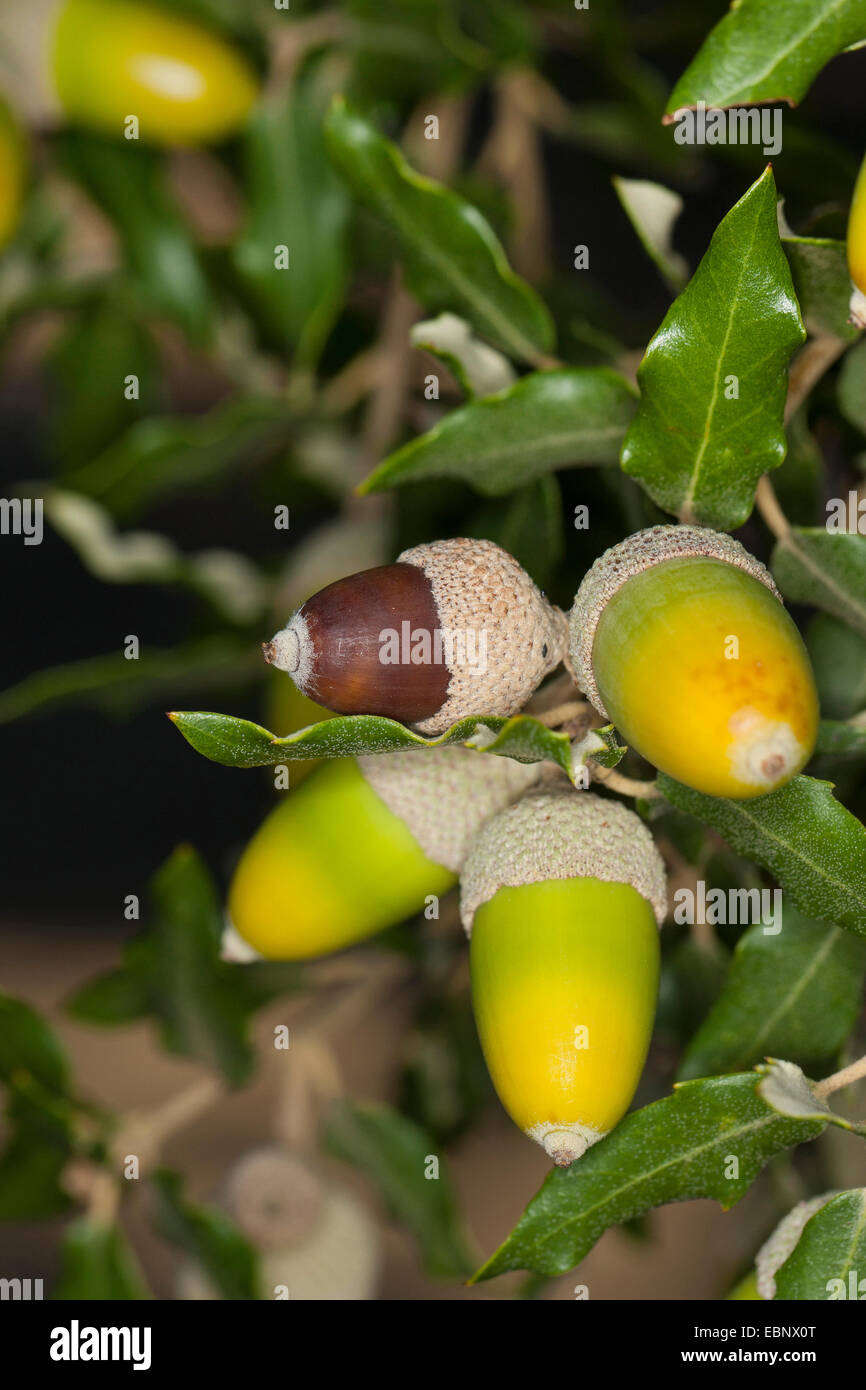 Chêne vert, chêne-Vert, Holly oak, Chêne-vert (Quercus ilex), de la ...