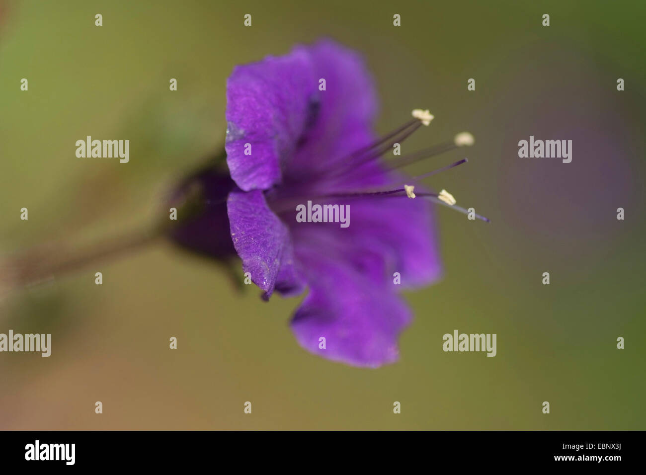 Phacelia flower Banque de photographies et d’images à haute résolution ...