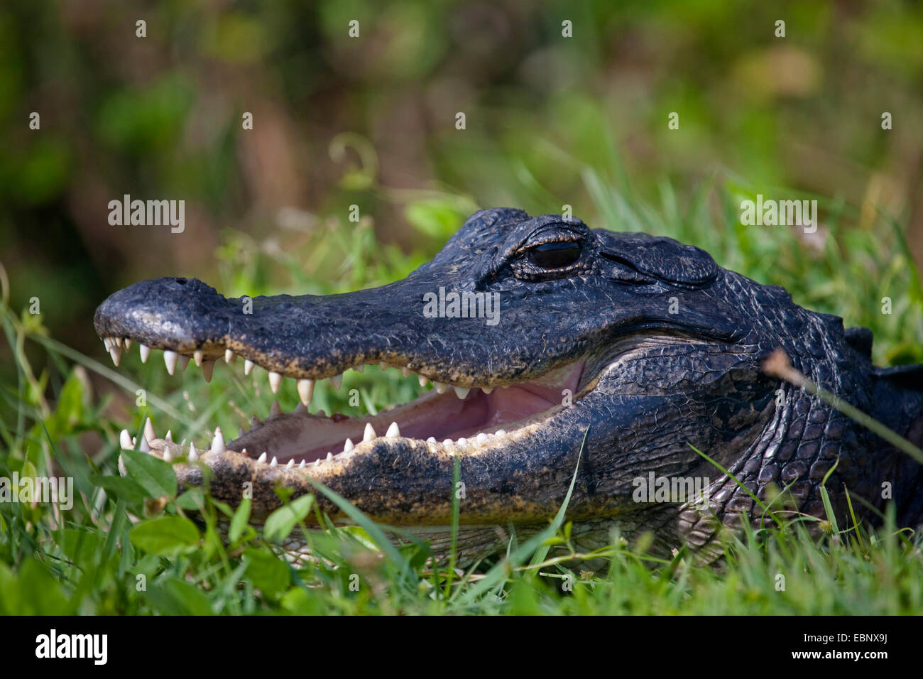 Adult alligator Banque de photographies et d’images à haute résolution ...