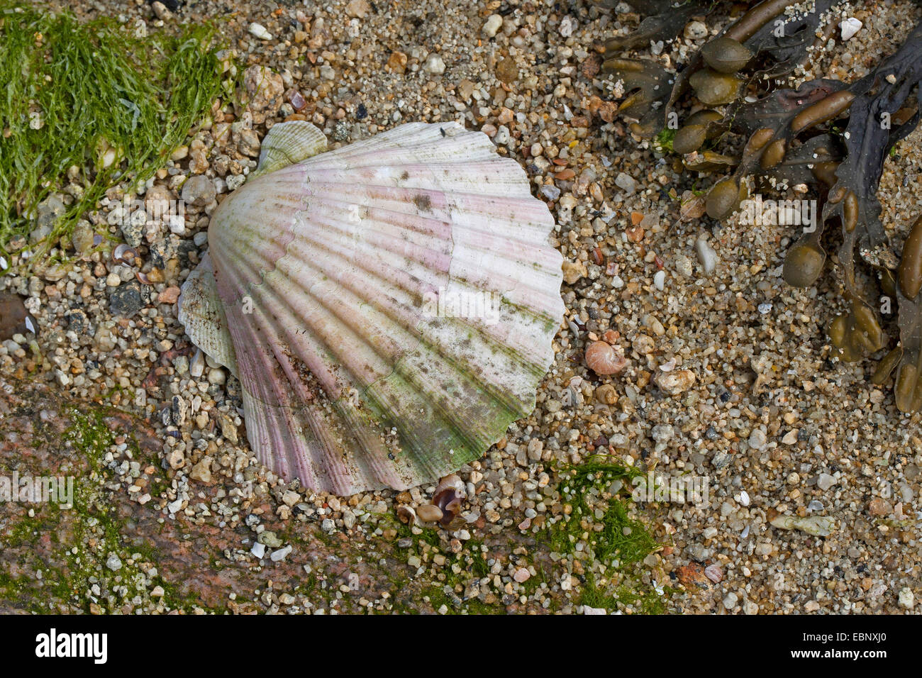 Grande coquille saint jacques Banque de photographies et d’images à ...
