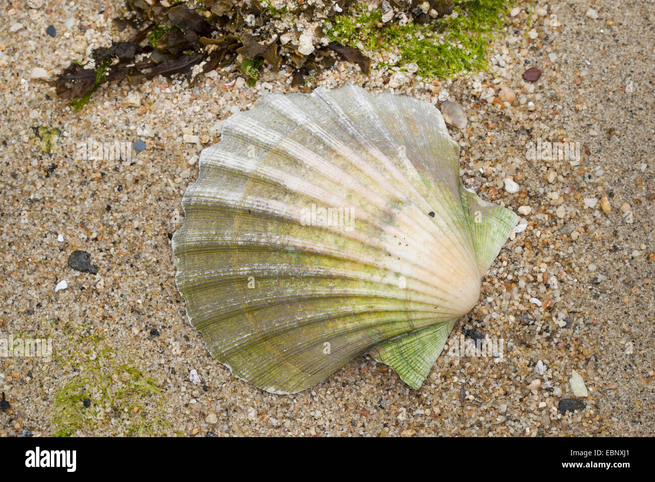 Viennese scallop Banque de photographies et d’images à haute résolution ...