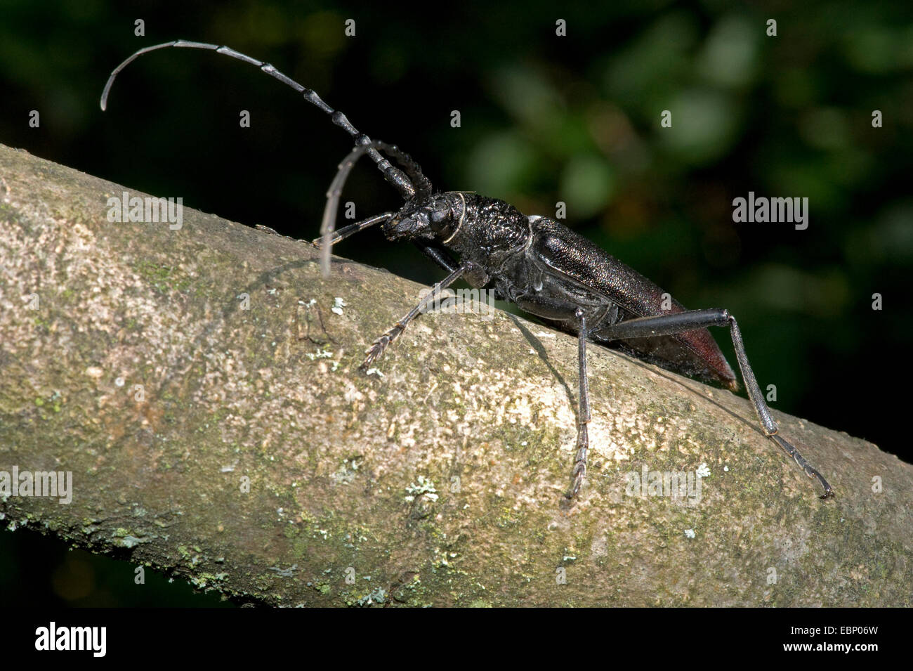 Oak cerambyx Banque de photographies et d’images à haute résolution - Alamy
