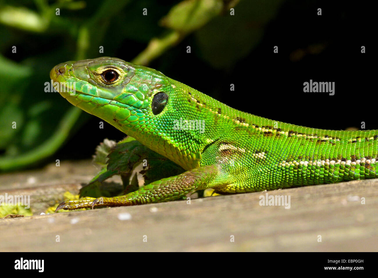 Western Green Lizard, lézard vert (Lacerta bilineata, Lacerta viridis ...