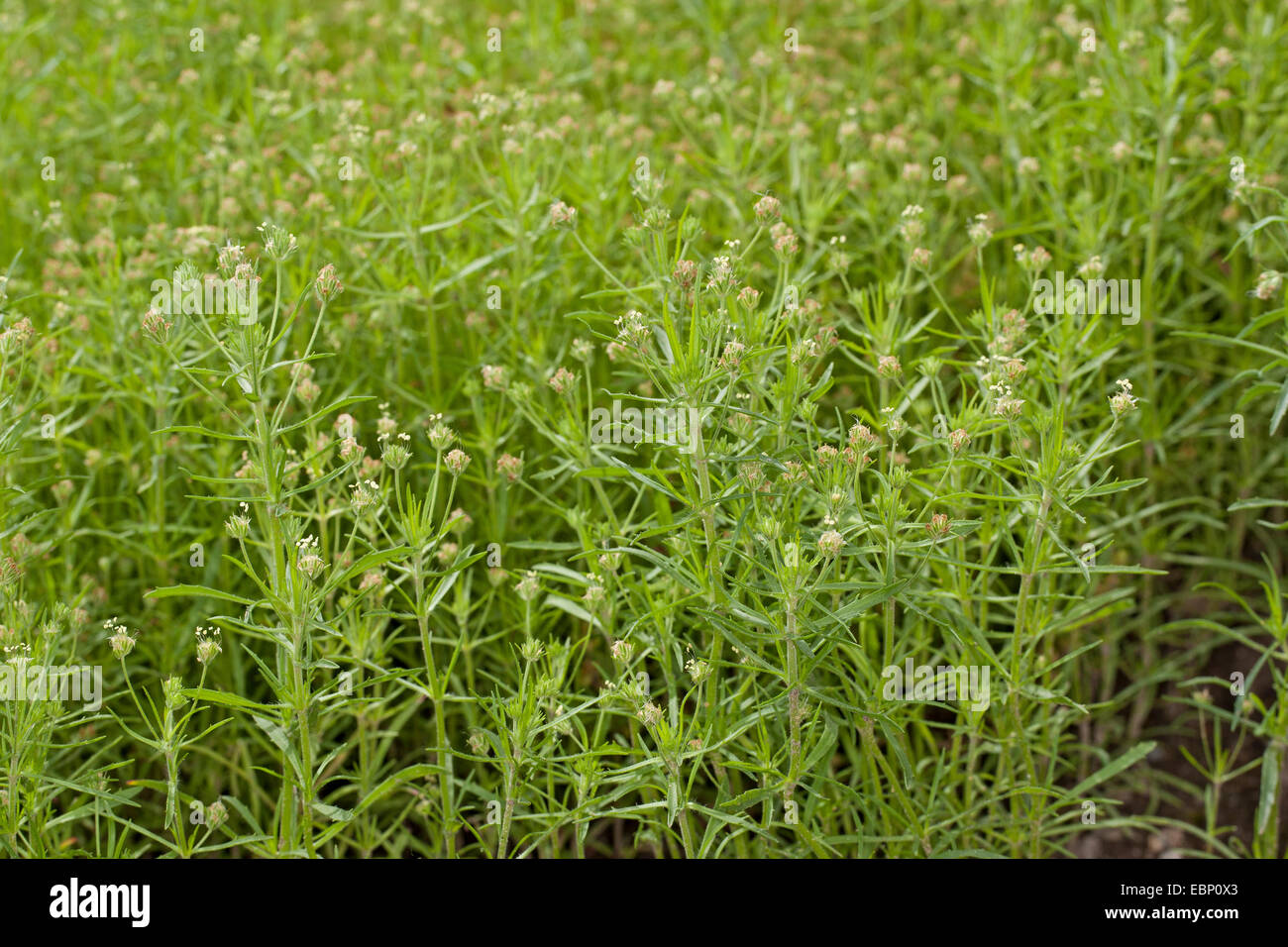 Le psyllium noir foncé, le psyllium, africaine, plantain plantain ...