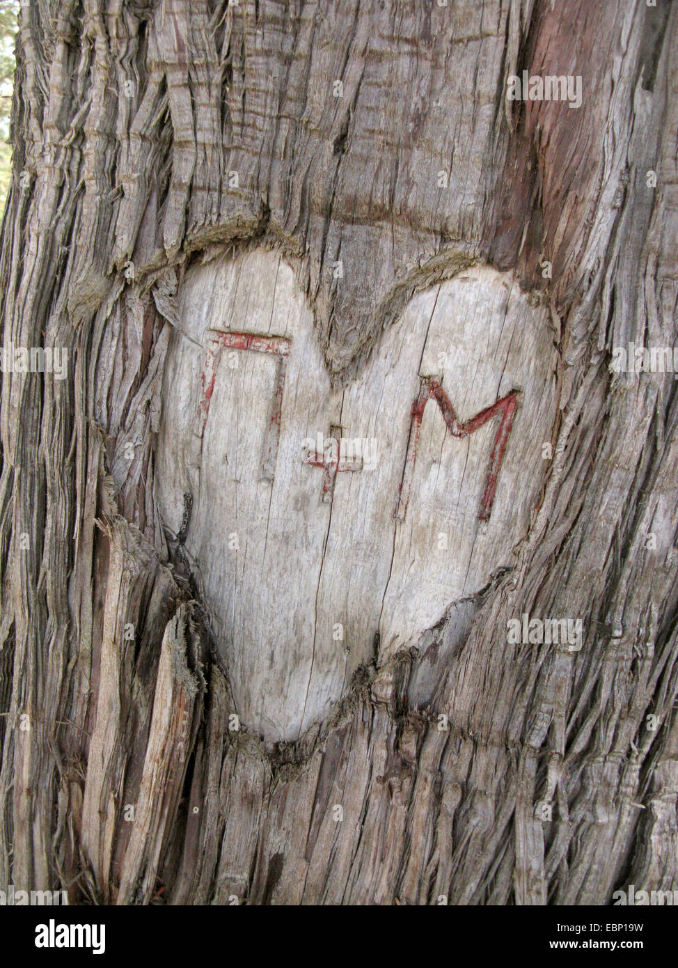 Cade juniperus oxycedrus ssp Banque de photographies et d’images à ...