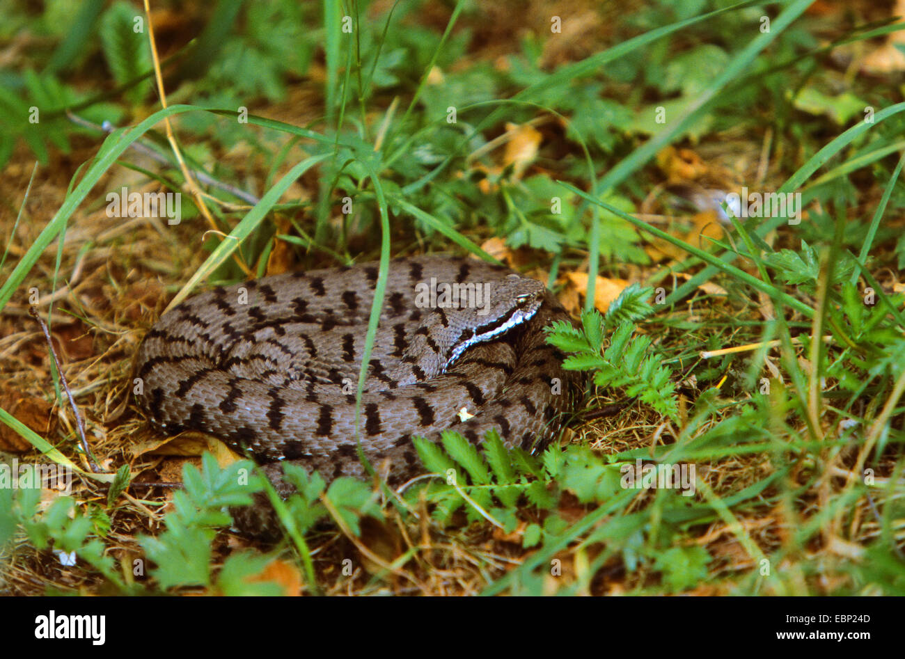 Asp viper aspic viper vipera Banque de photographies et d’images à ...