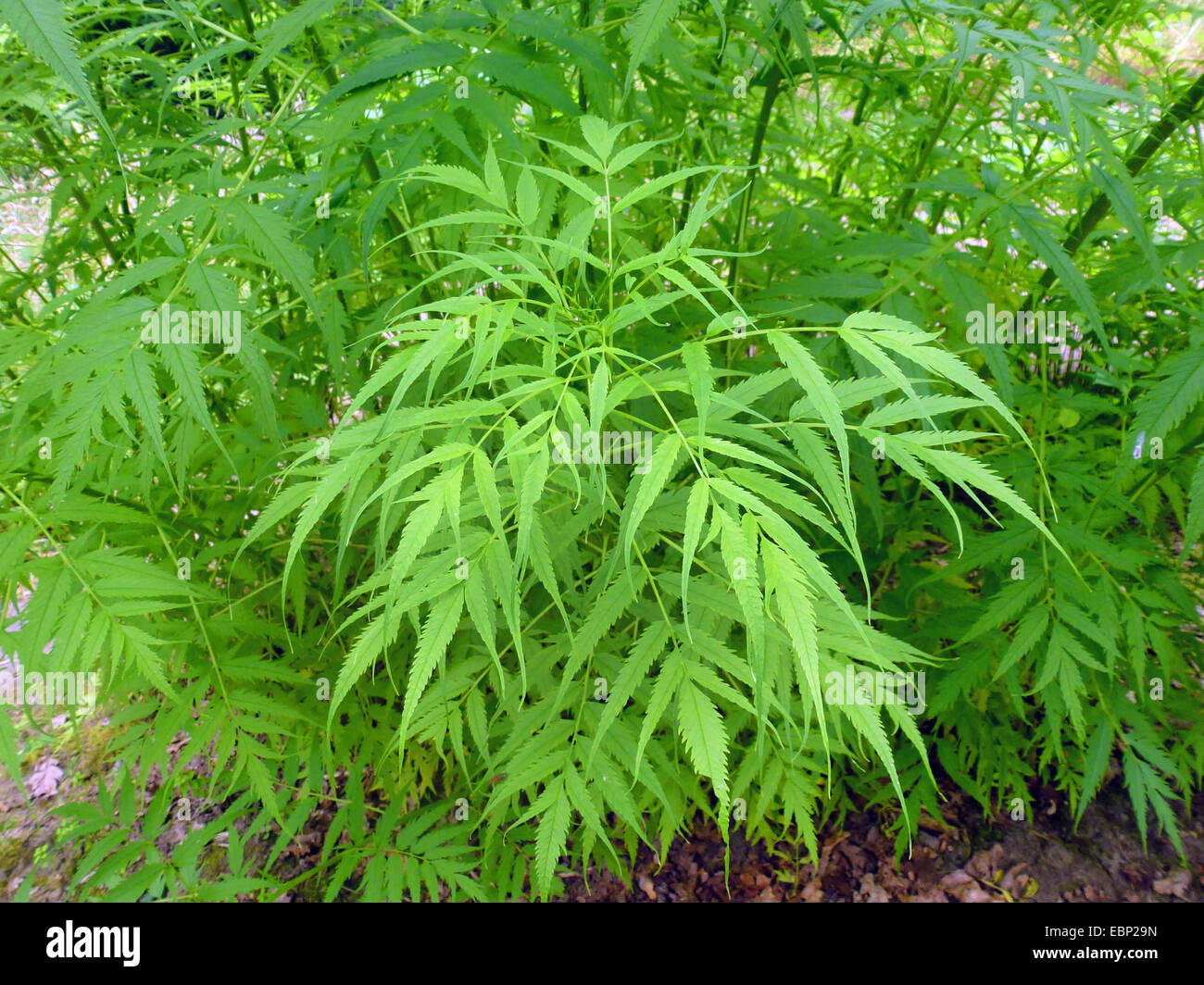 Datisca cannabina Banque de photographies et d’images à haute résolution - Alamy