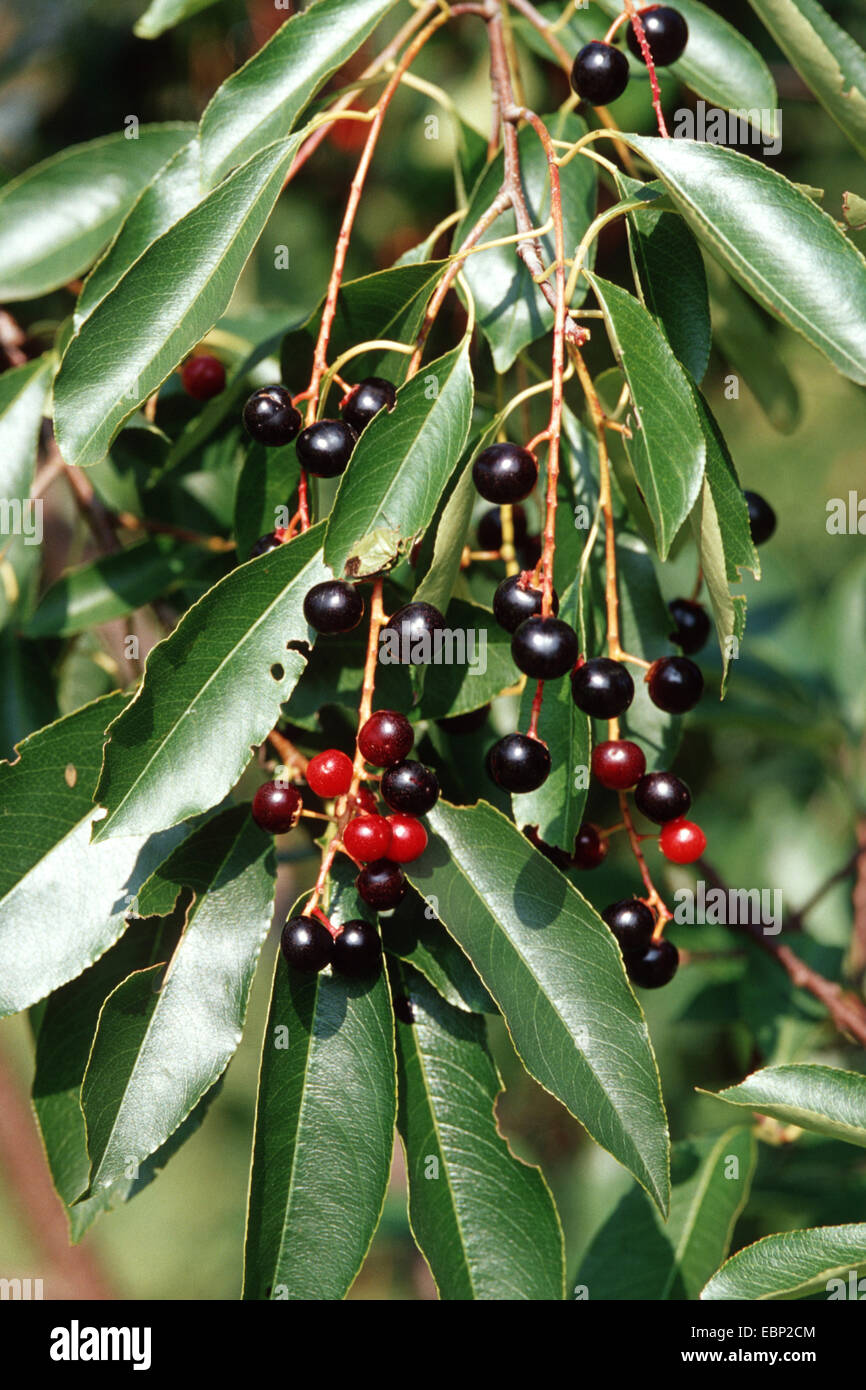 Prunus serotina fruit Banque de photographies et d’images à haute ...