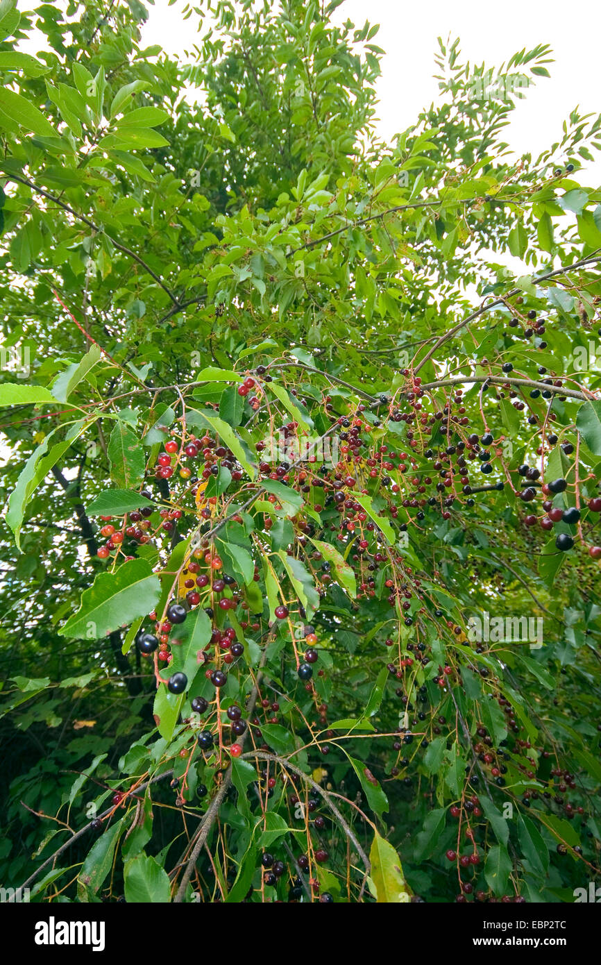 Prunus serotina fruit Banque de photographies et d’images à haute ...