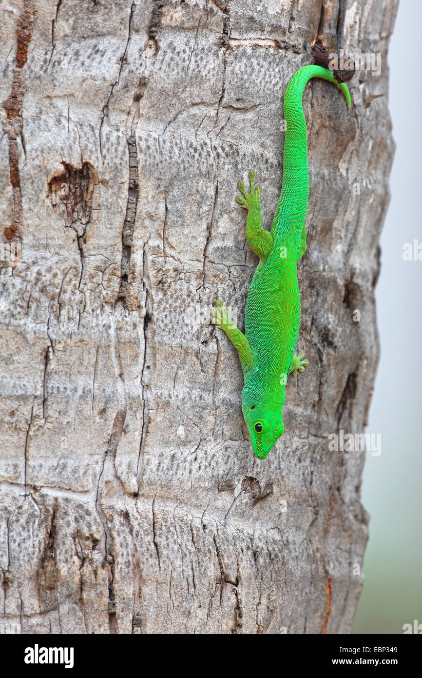 Gecko géant des seychelles Banque de photographies et d’images à haute ...