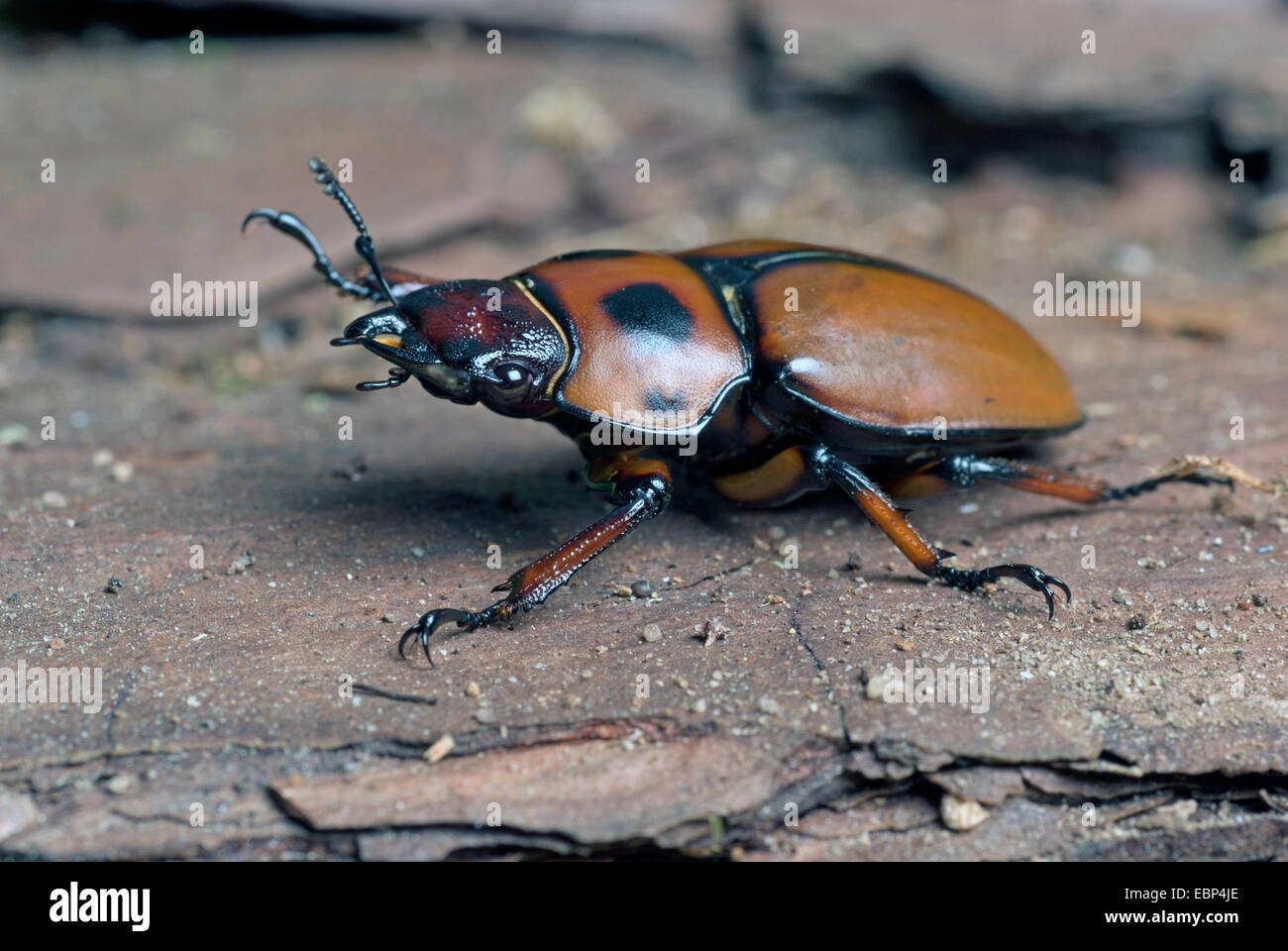 Stag beetle homoderus gladiator Banque de photographies et d’images à ...