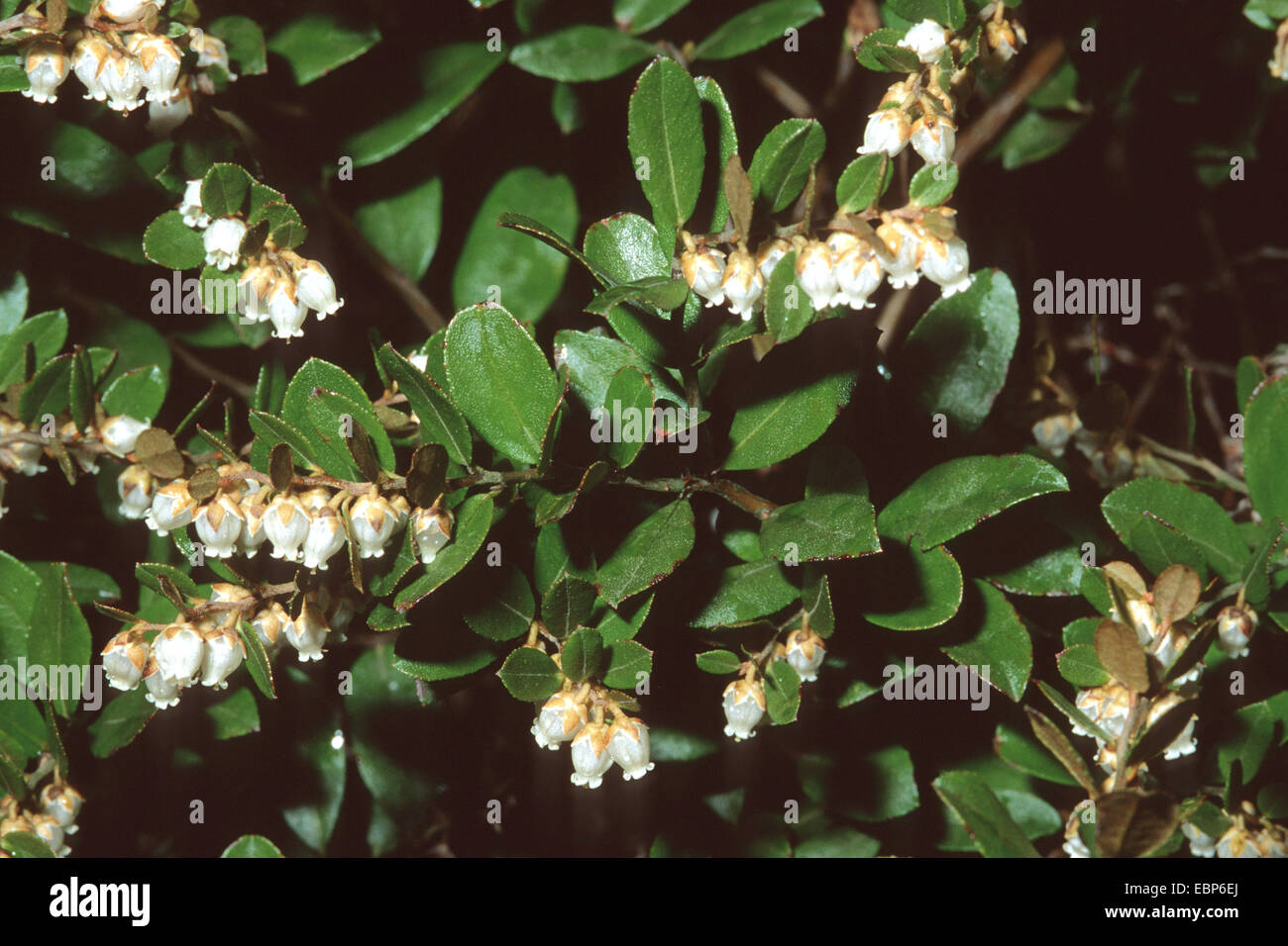 Feuille de cuir chamaedaphne calyculata Banque de photographies et d ...