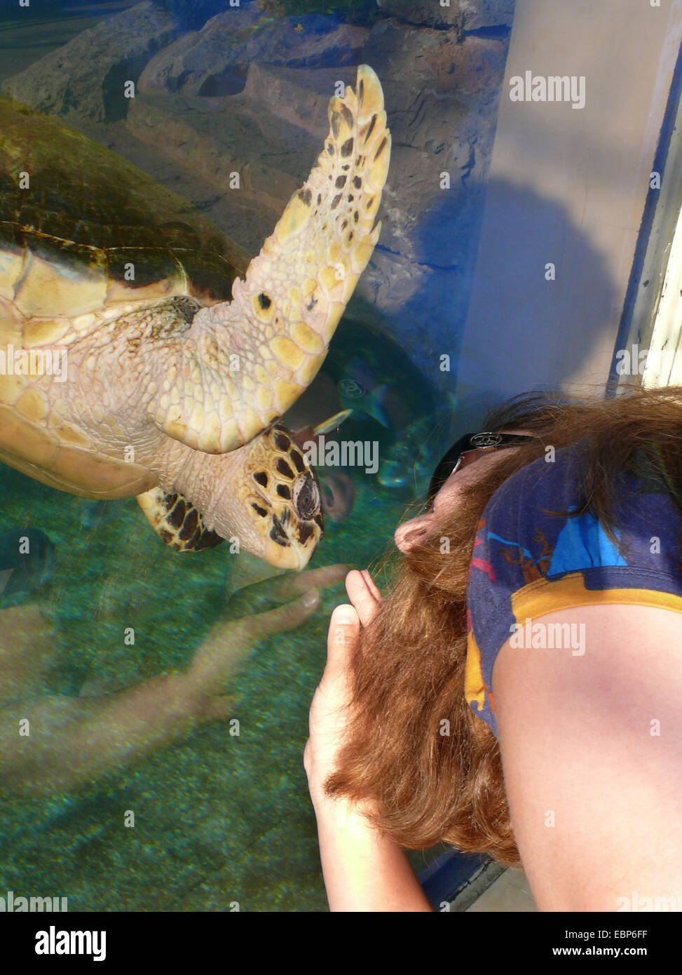 Tortue caouanne, Caretta caretta), la femme face à face avec un animal ...