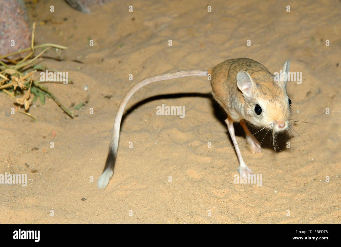 Jaculus jaculus Banque de photographies et d’images à haute résolution ...