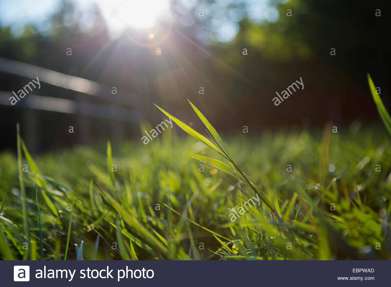 Soleil qui brille dans l'herbe Banque de photographies et d’images à ...