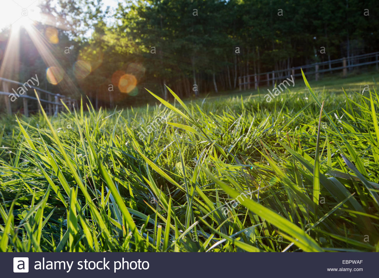 Soleil qui brille dans l'herbe Banque de photographies et d’images à ...