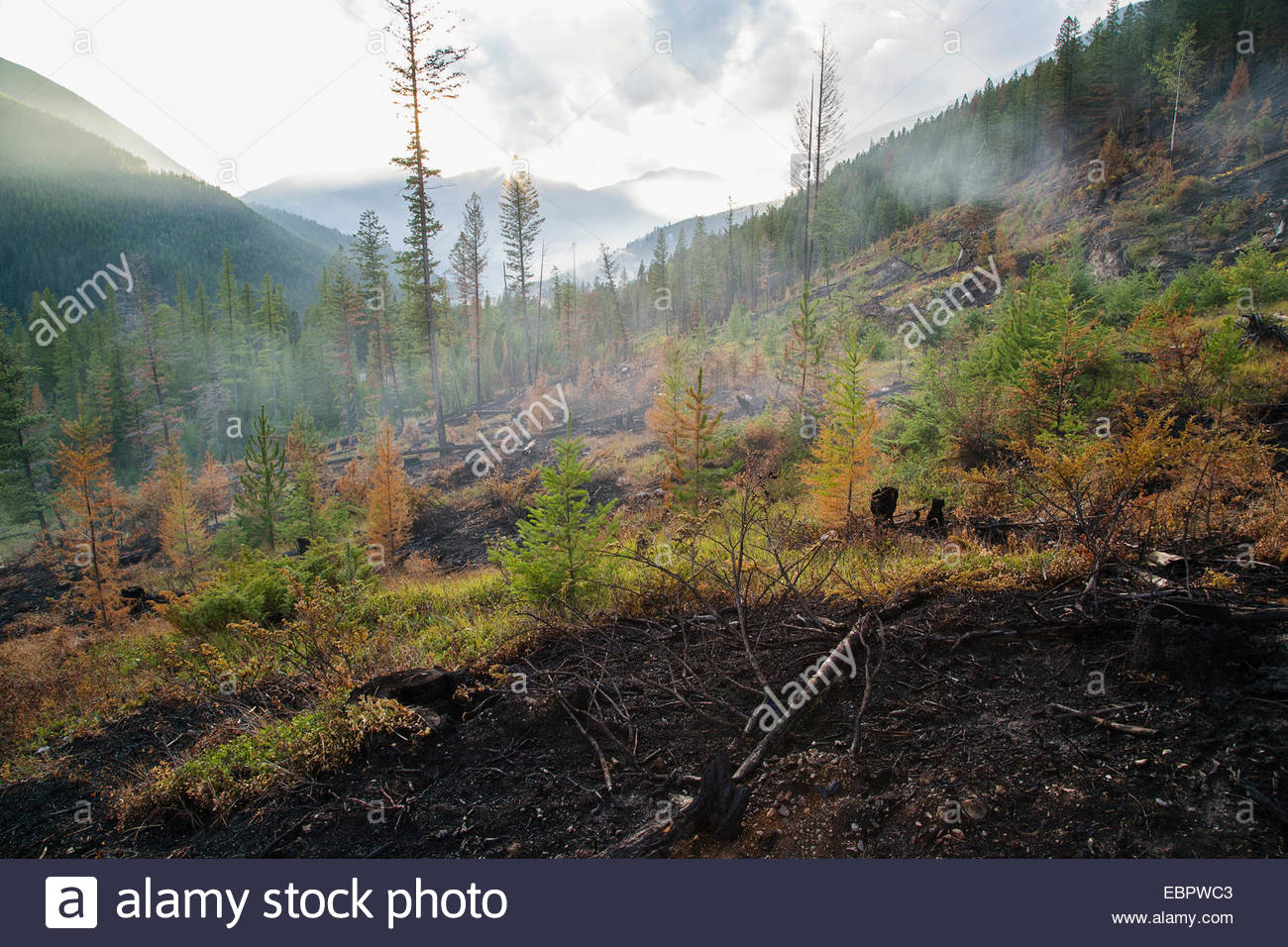 Forêt Brûlée Banque d'image et photos - Alamy