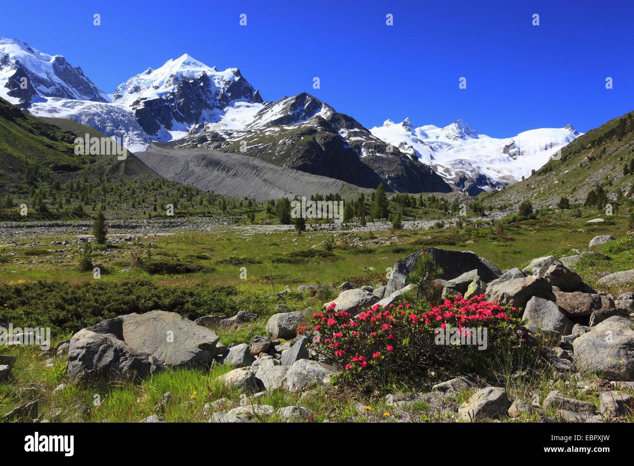 Rose des alpes à feuilles rouille (Rhododendron ferrugineum), qui ...