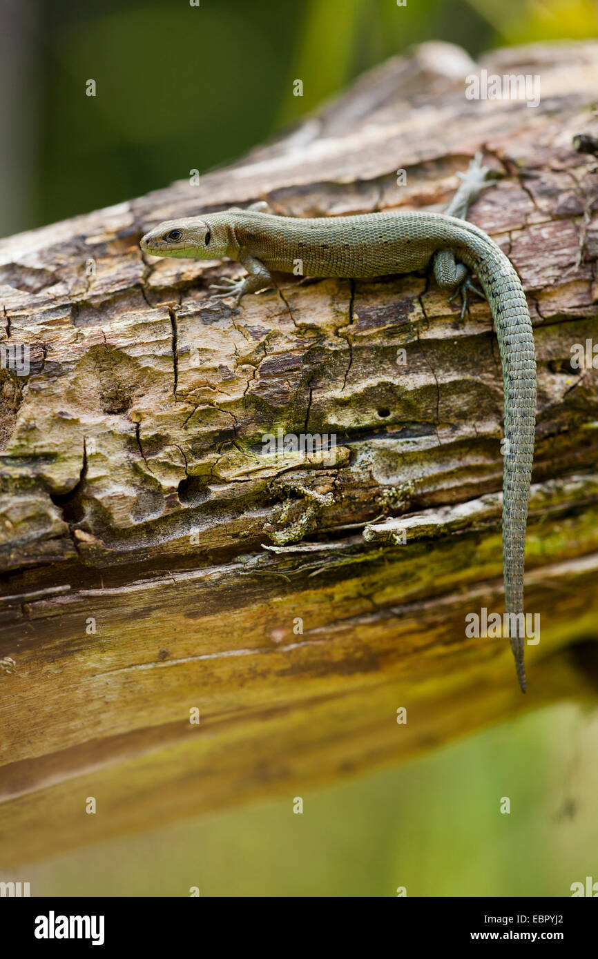 Lézard vivipare, lézard commun européen (Lacerta vivipara, Zootoca ...
