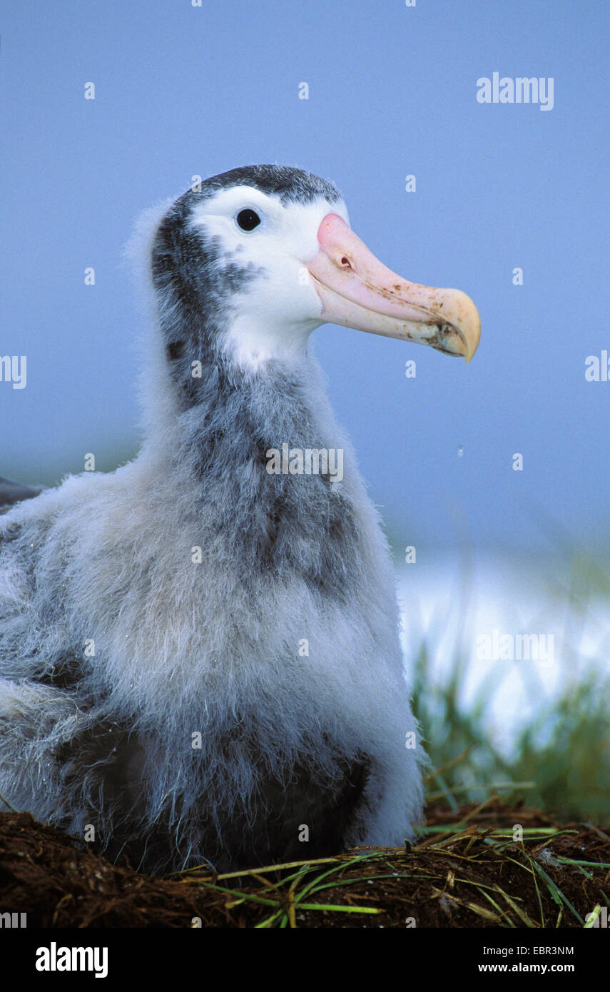 Baby albatross exulans Banque de photographies et d’images à haute ...