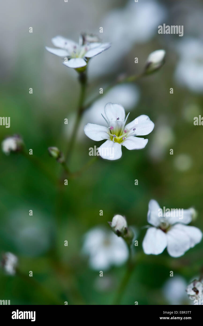 Gypsophile blanche Banque de photographies et d’images à haute ...