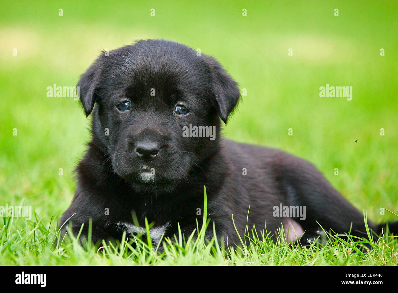 Chiot Labrador Noir Banque d'image et photos - Alamy