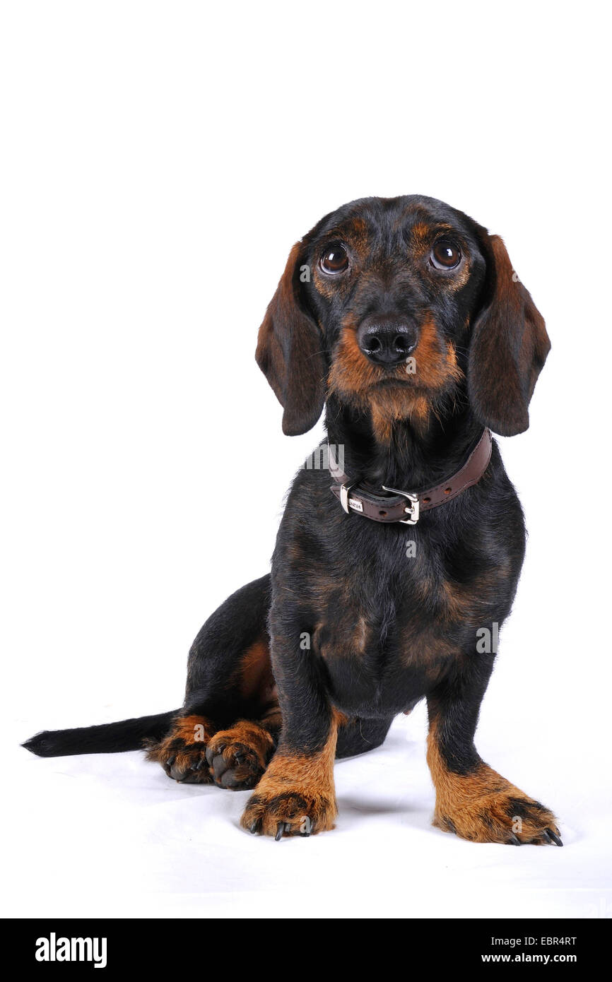 Teckel à poil dur, chien saucisse à poil dur, chien domestique (Canis ...