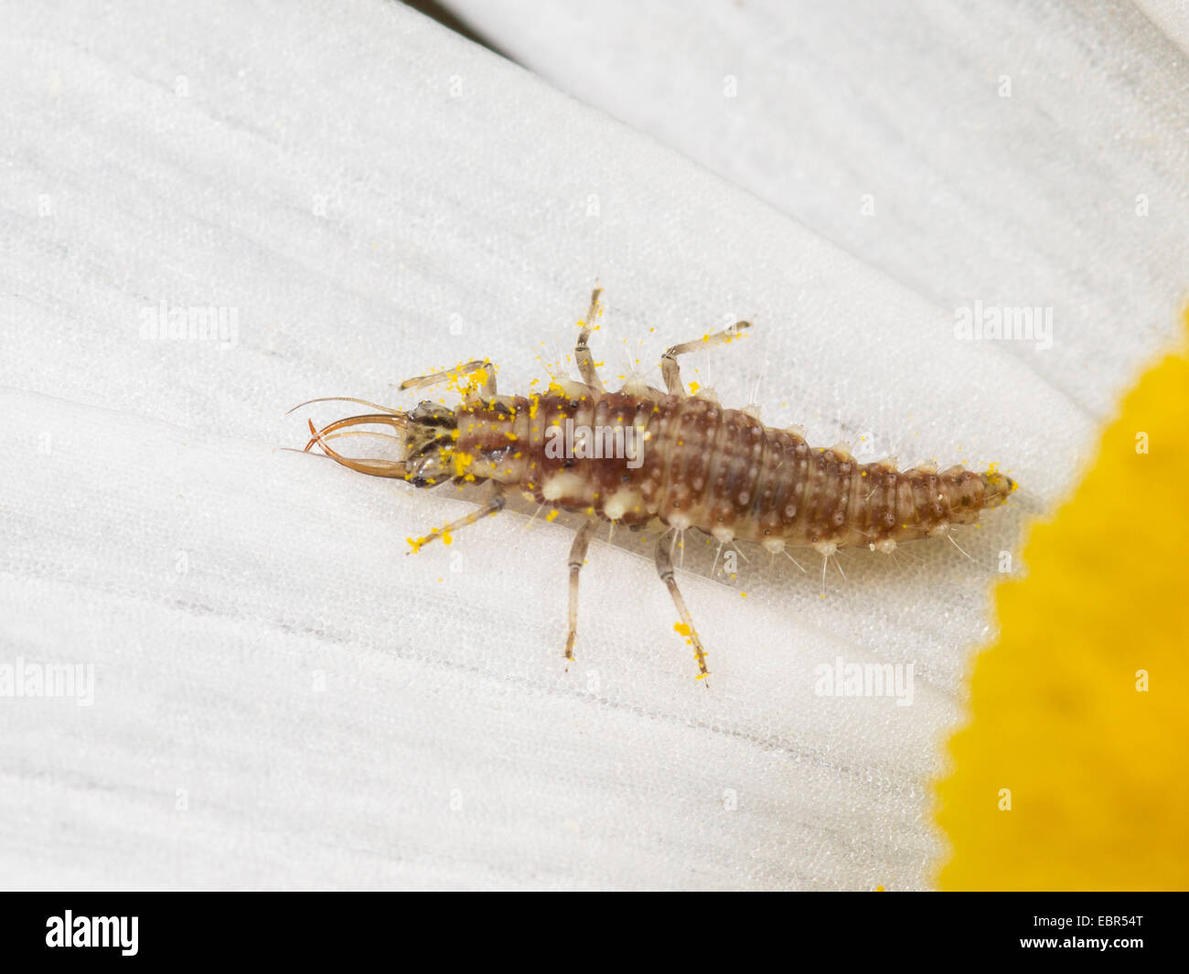 La chrysope verte (Chrysoperla carnea, Anisochrysa, Chrysopa carnea ...