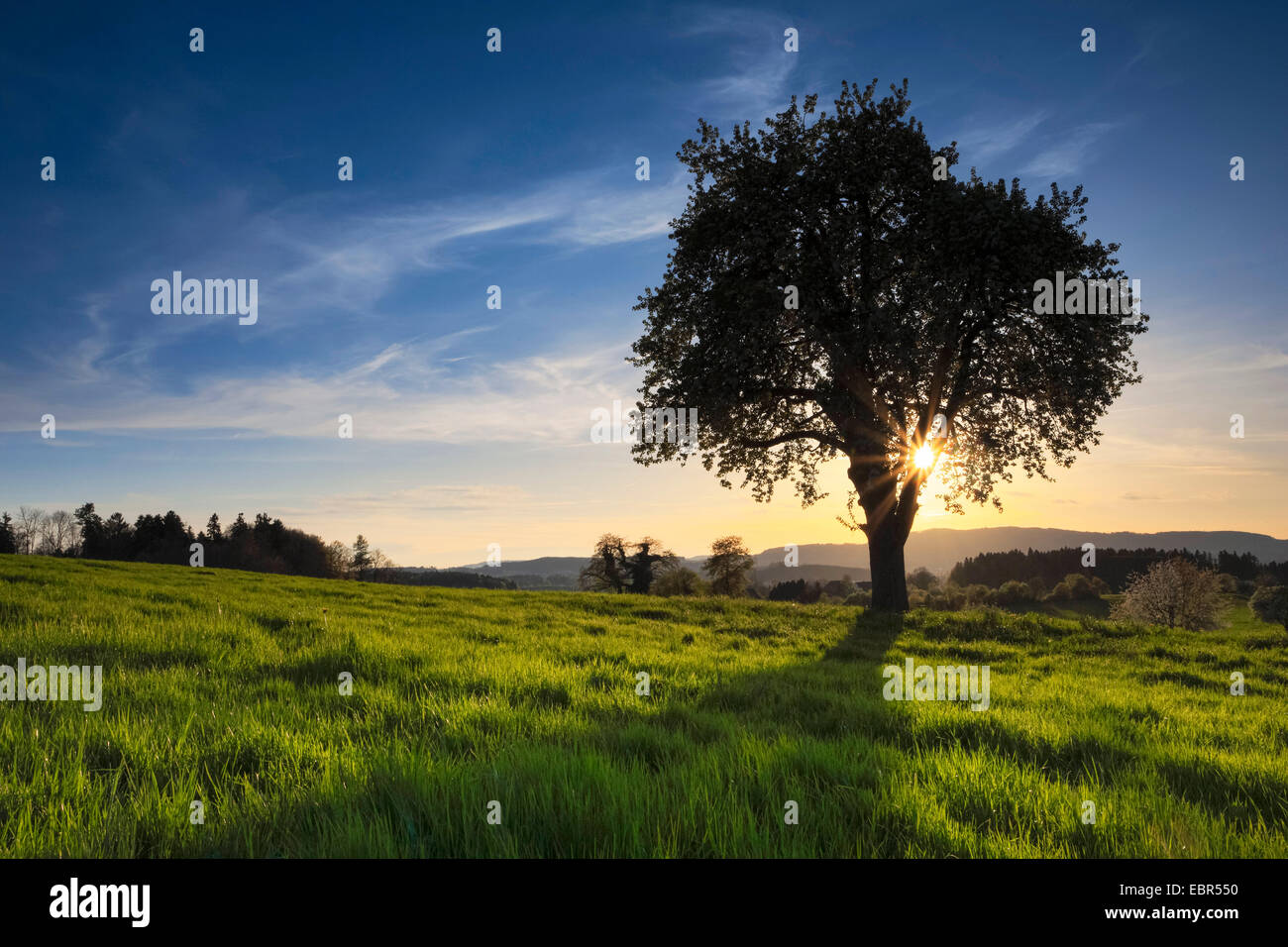 Arbre au printemps Banque de photographies et d’images à haute ...