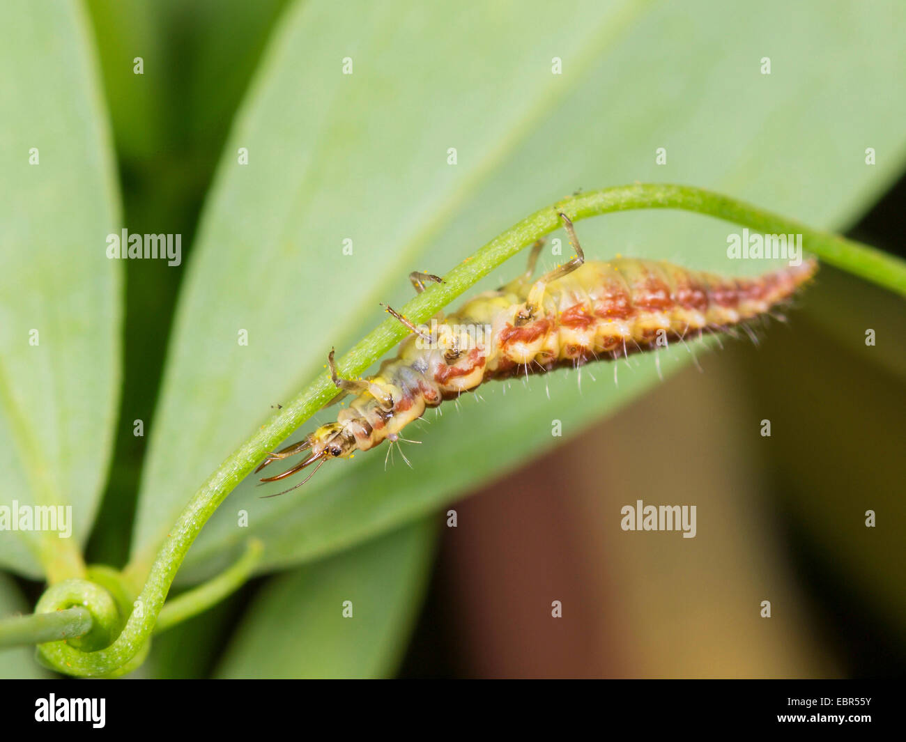 La chrysope verte (Chrysoperla carnea, Anisochrysa, Chrysopa carnea ...