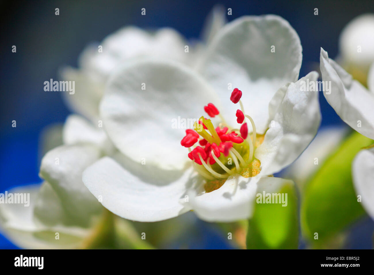 Pear flower Banque de photographies et d’images à haute résolution - Alamy
