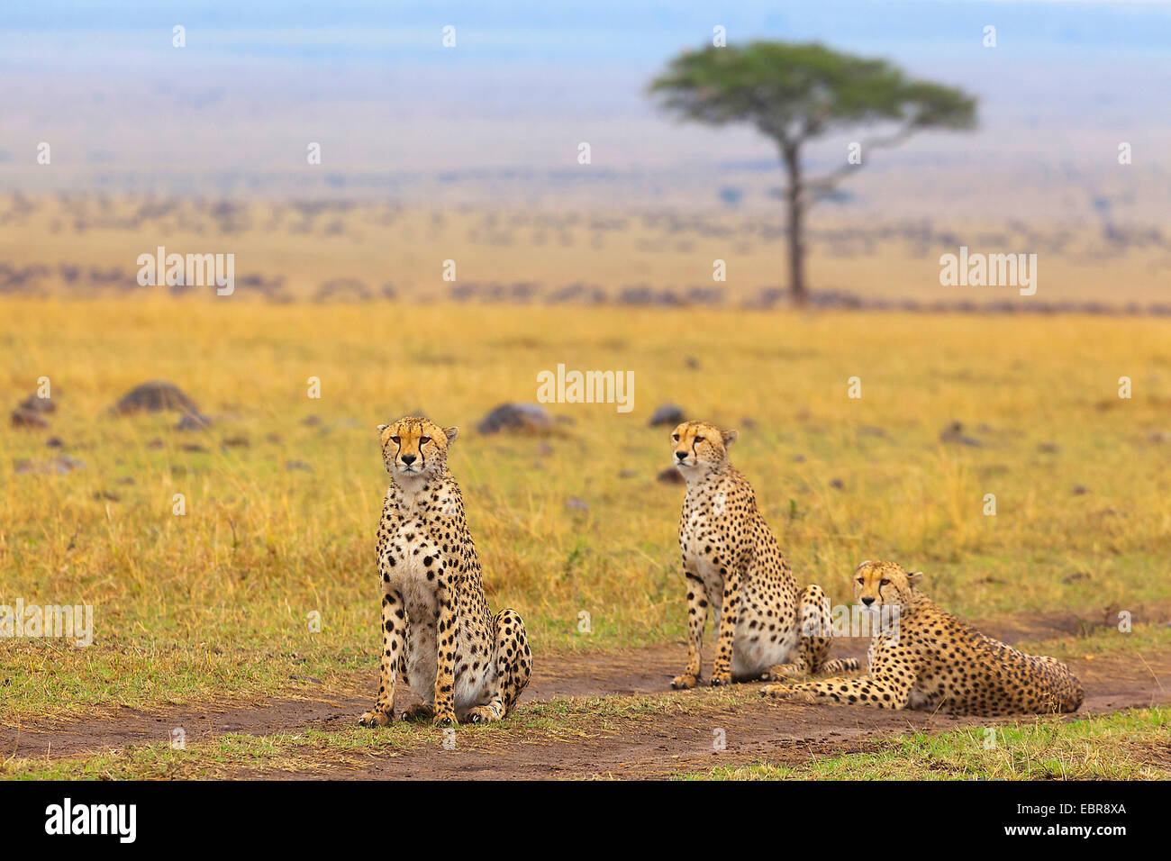 Le Guépard (Acinonyx jubatus), trois guépards dans la savane, Kenya ...