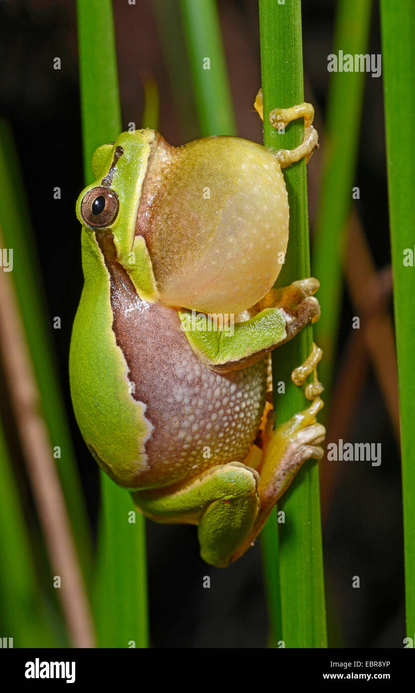 Grenouilles des roseaux Banque de photographies et d’images à haute ...