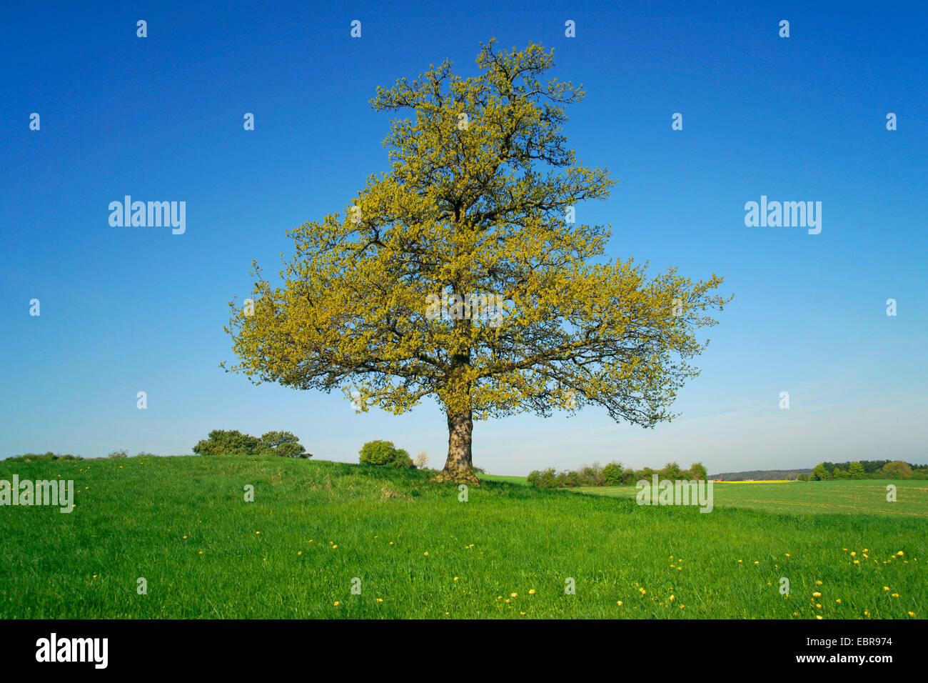 Le chêne commun, le chêne pédonculé, chêne pédonculé (Quercus robur ...