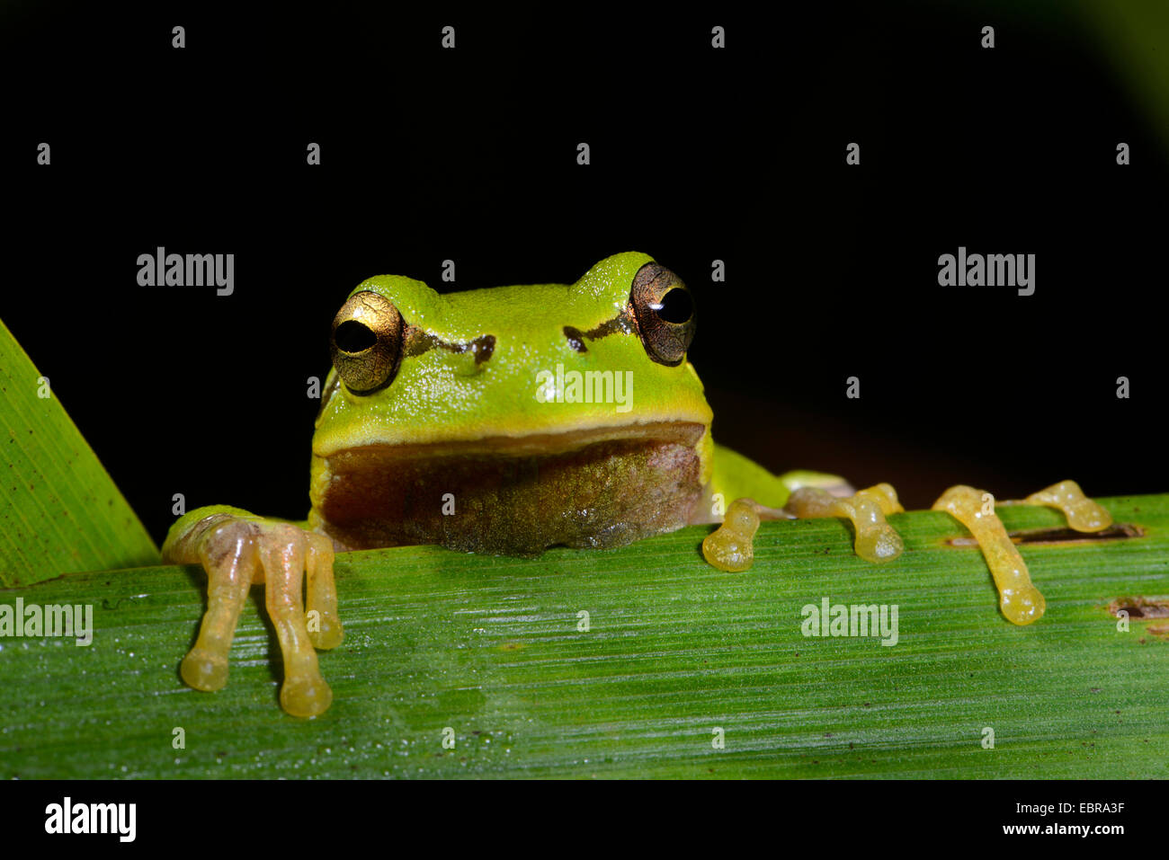 Hyla arborea orientalis Banque de photographies et d’images à haute ...
