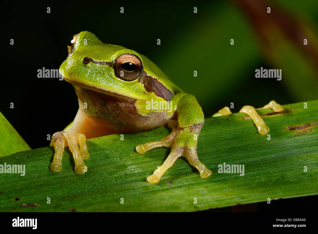 Grenouilles des roseaux Banque de photographies et d’images à haute ...