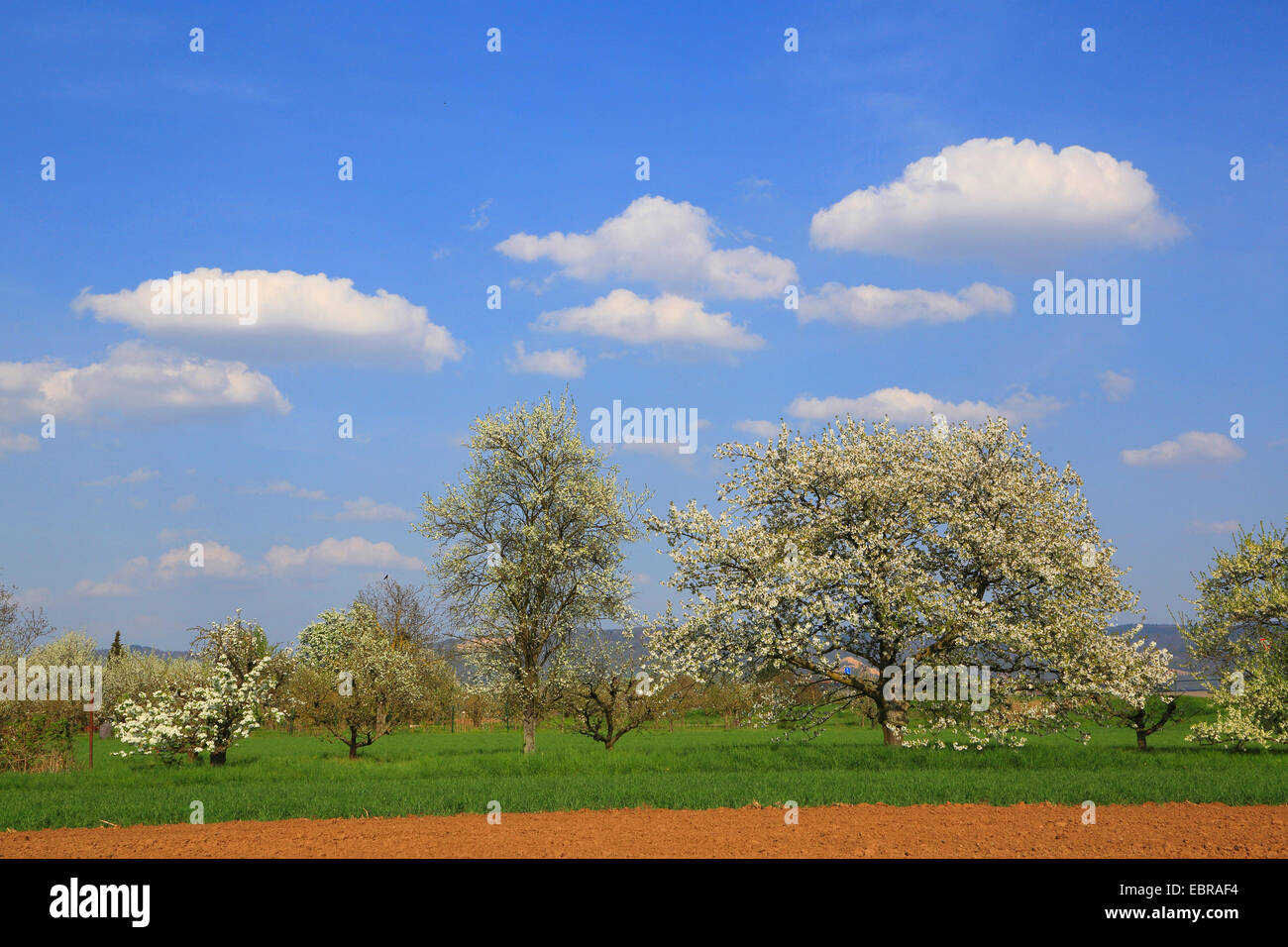 Arbres fruitiers Banque de photographies et d’images à haute résolution ...