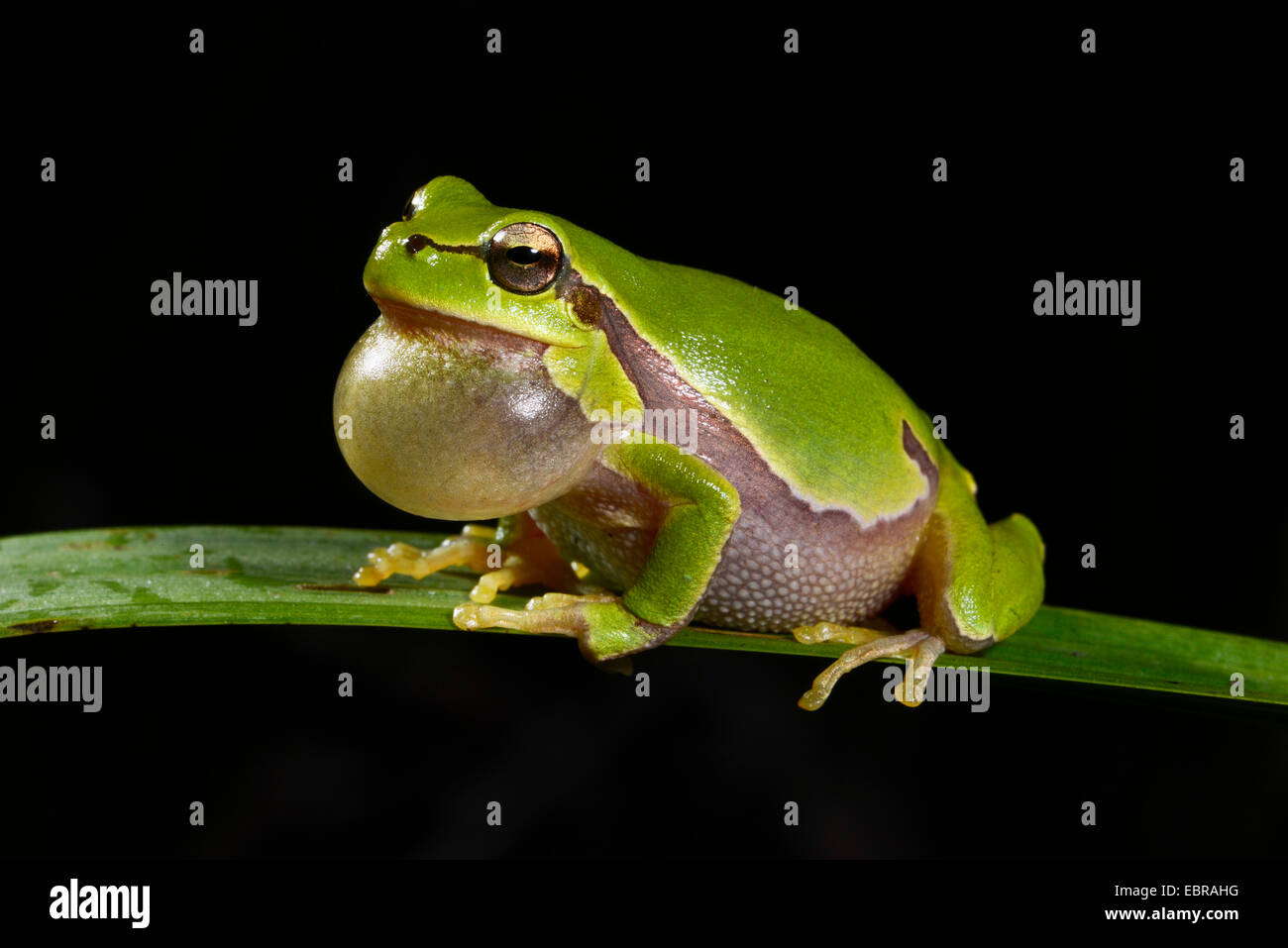 Grenouilles des roseaux Banque de photographies et d’images à haute ...