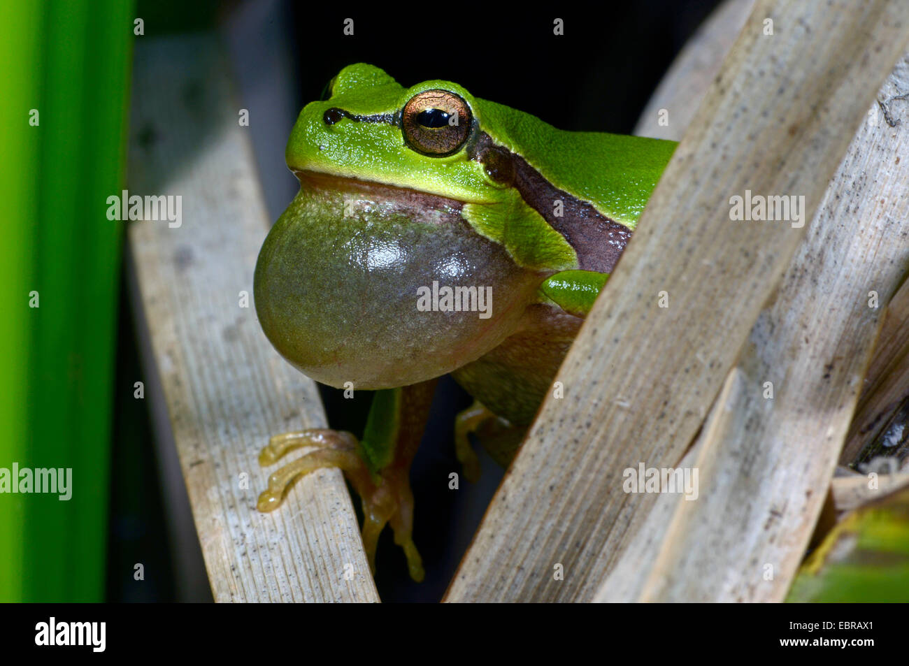 Grenouilles des roseaux Banque de photographies et d’images à haute ...