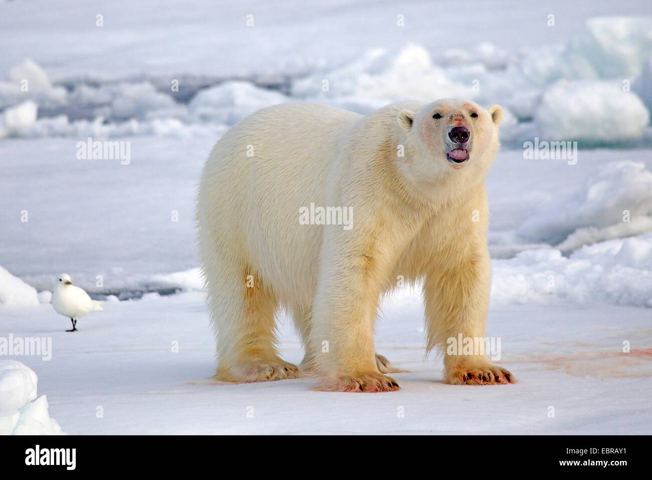 L'ours polaire (Ursus maritimus), se dresse sur un floe, Norvège ...