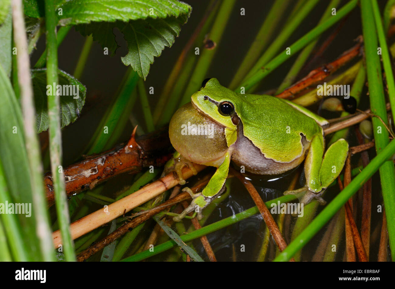Grenouilles des roseaux Banque de photographies et d’images à haute ...
