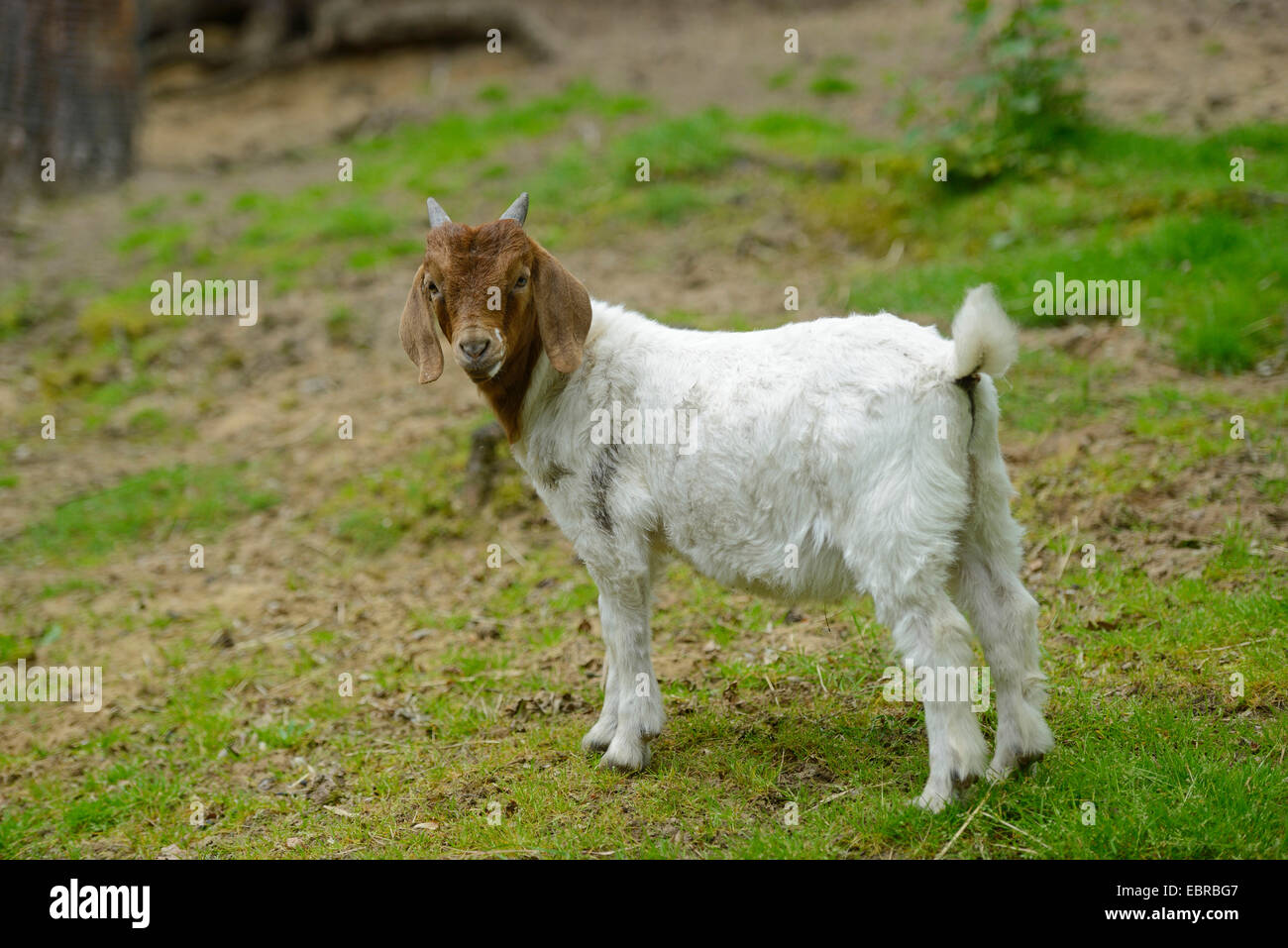 La chèvre Boer (Capra hircus, Capra aegagrus f. hircus), debout dans un ...