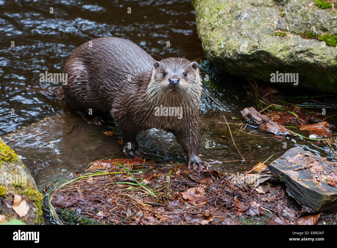Loutre d'europe parc Banque de photographies et d’images à haute ...