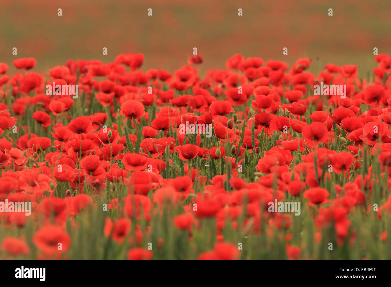 Pavot coquelicot, Commun, Rouge Coquelicot (Papaver rhoeas), champ de ...