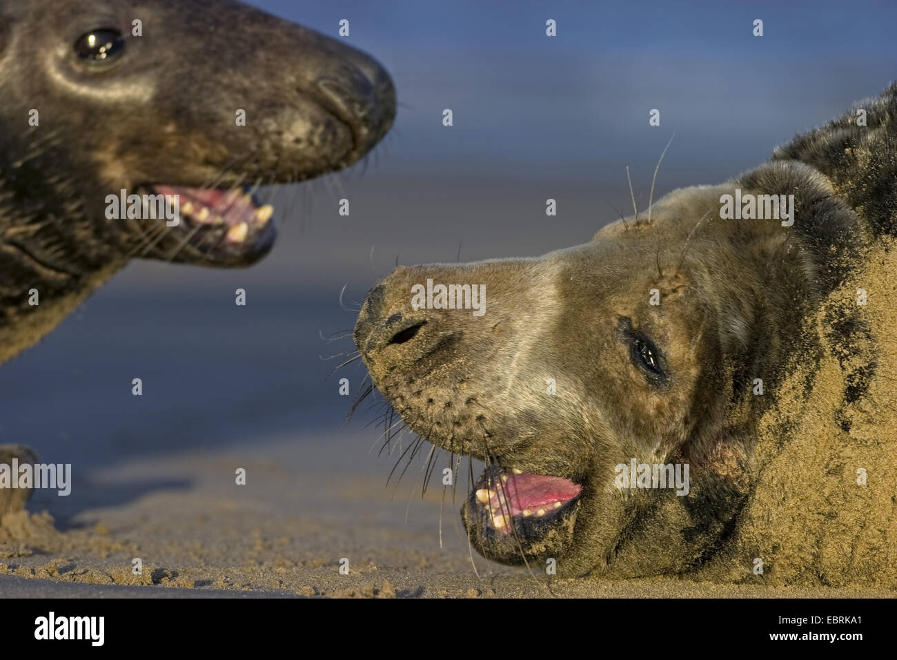 Phoque phoque avec la bouche ouverte Banque de photographies et d ...