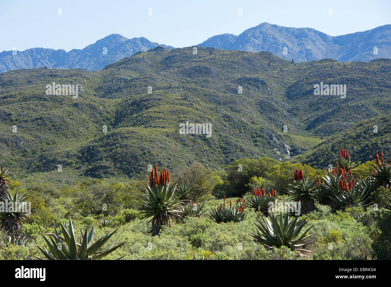 Karoo aalwyn Banque d'image et photos - Alamy