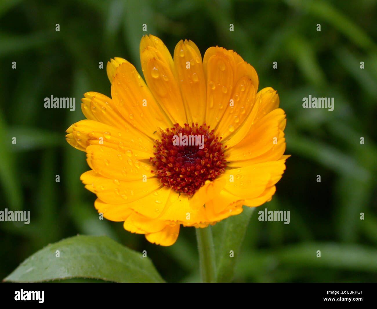 Fleur de calendula officinalis Banque de photographies et d’images à ...