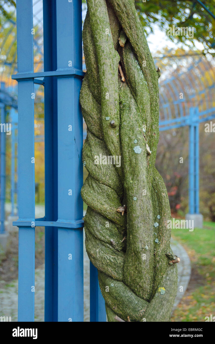 Glycine plante grimpante Banque de photographies et d’images à haute ...